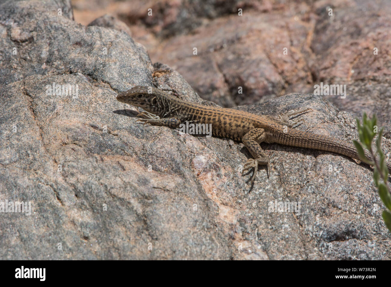 Plateau Tiger Whiptail (Aspidoscelis tigris septentrionalis) from Mesa ...