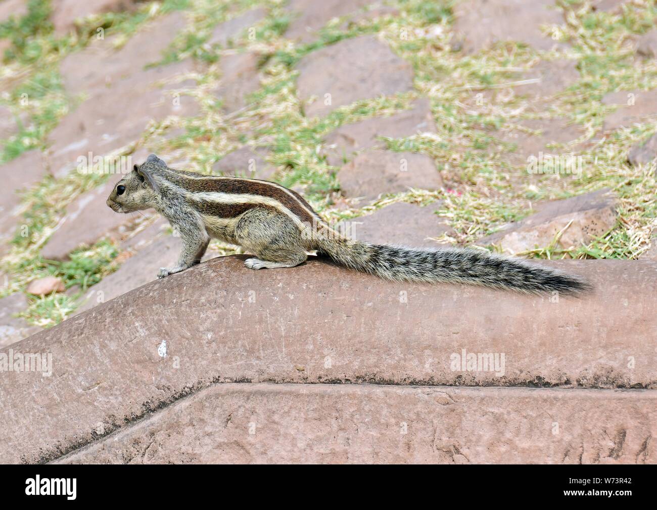 northern palm squirrel, five-striped palm squirrel, Nördliches ...