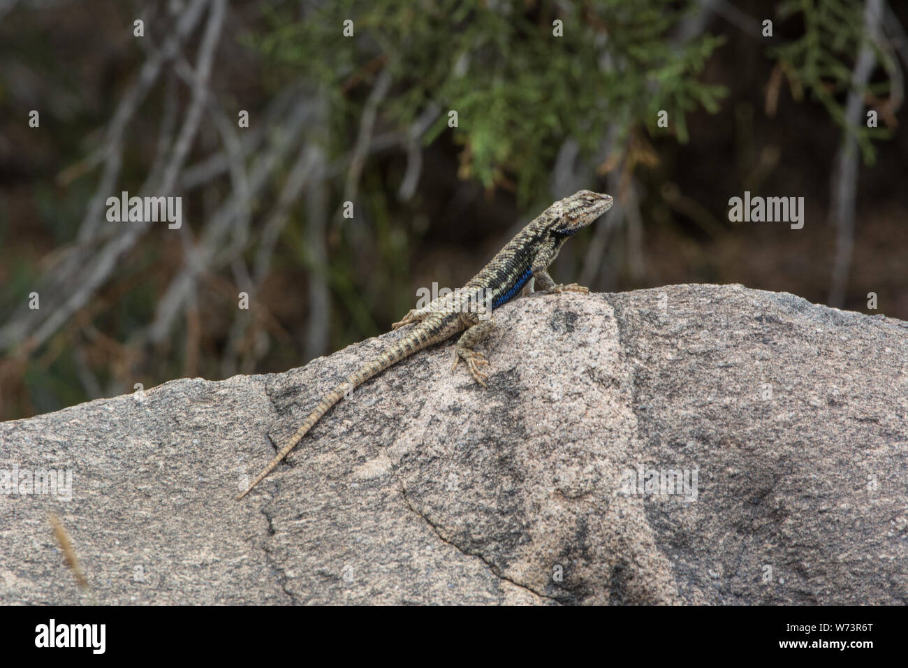 An adult Plateau Fence Lizard (Sceloporus tristichus) from Mesa County ...