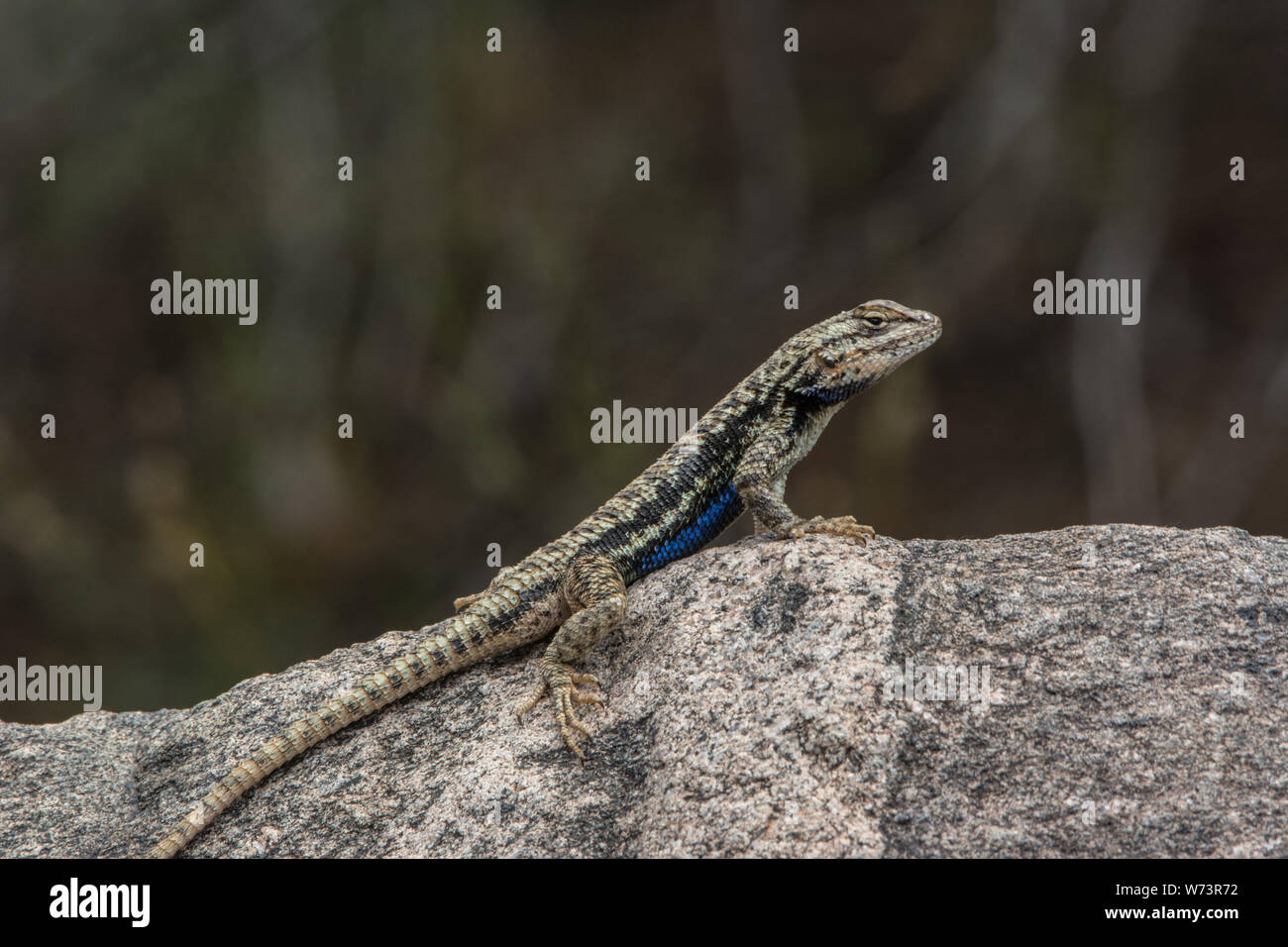An adult Plateau Fence Lizard (Sceloporus tristichus) from Mesa County ...