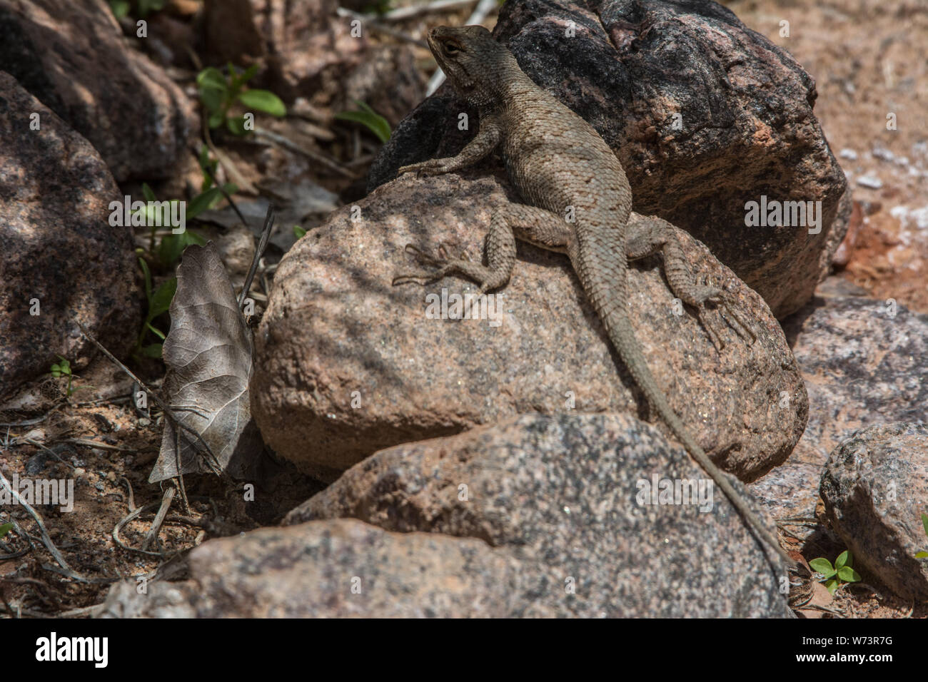 An adult female Plateau Fence Lizard (Sceloporus tristichus) from Mesa ...