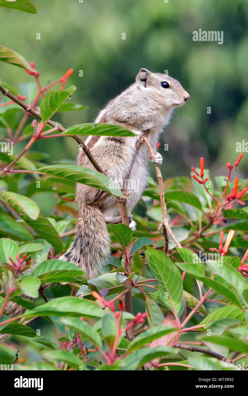 northern palm squirrel, five-striped palm squirrel, Nördliches ...
