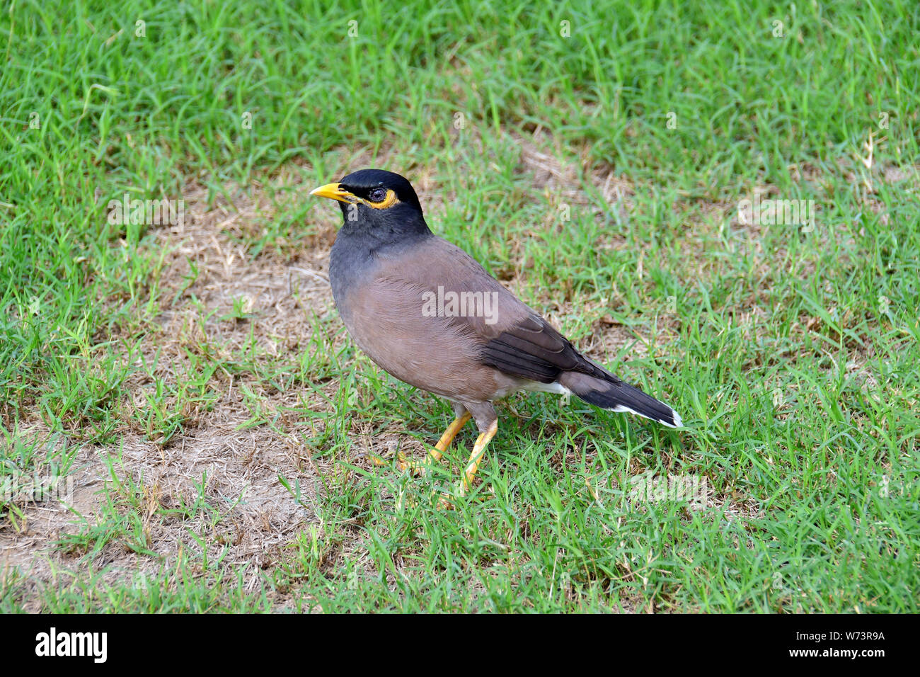 common myna or Indian myna, Hirtenmaina, Acridotheres tristis ...