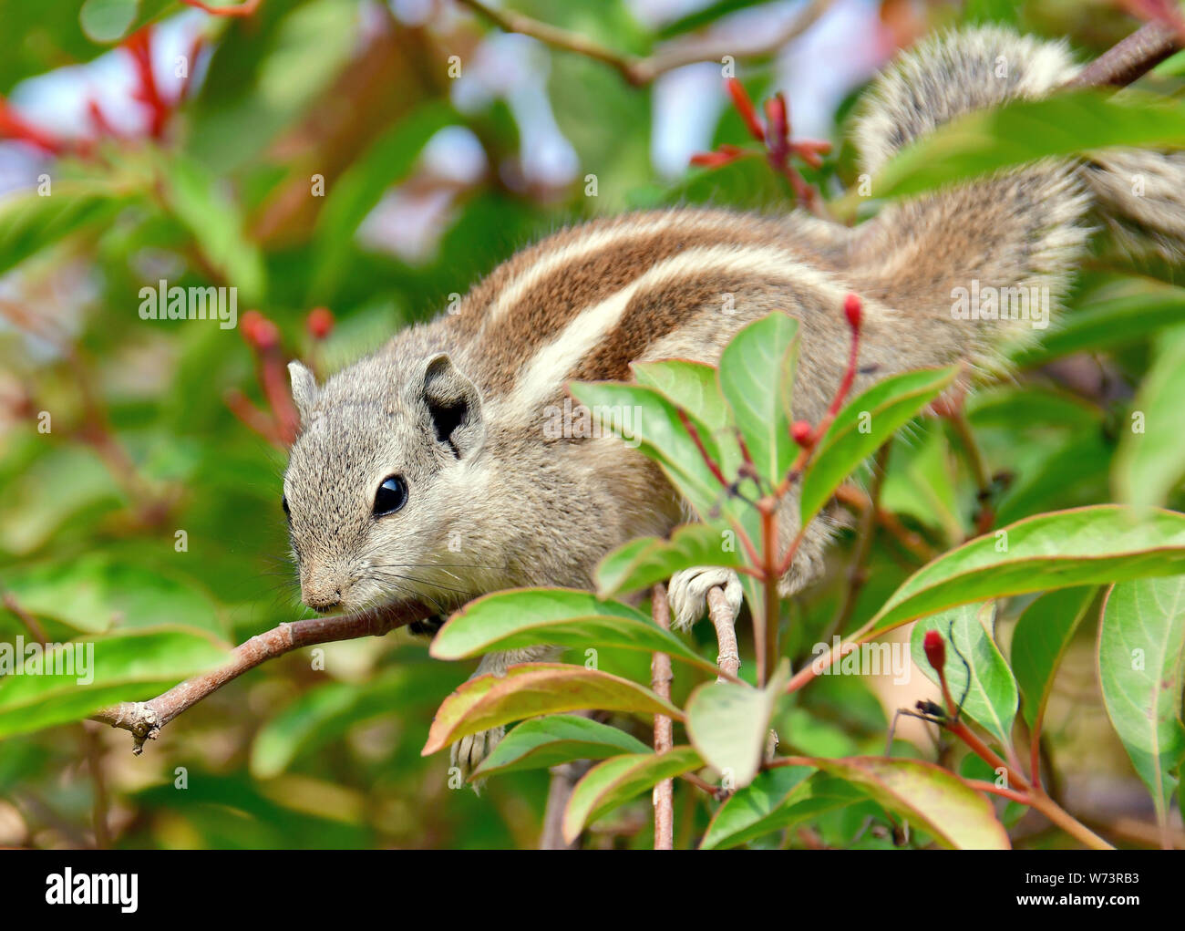 northern palm squirrel, five-striped palm squirrel, Nördliches ...