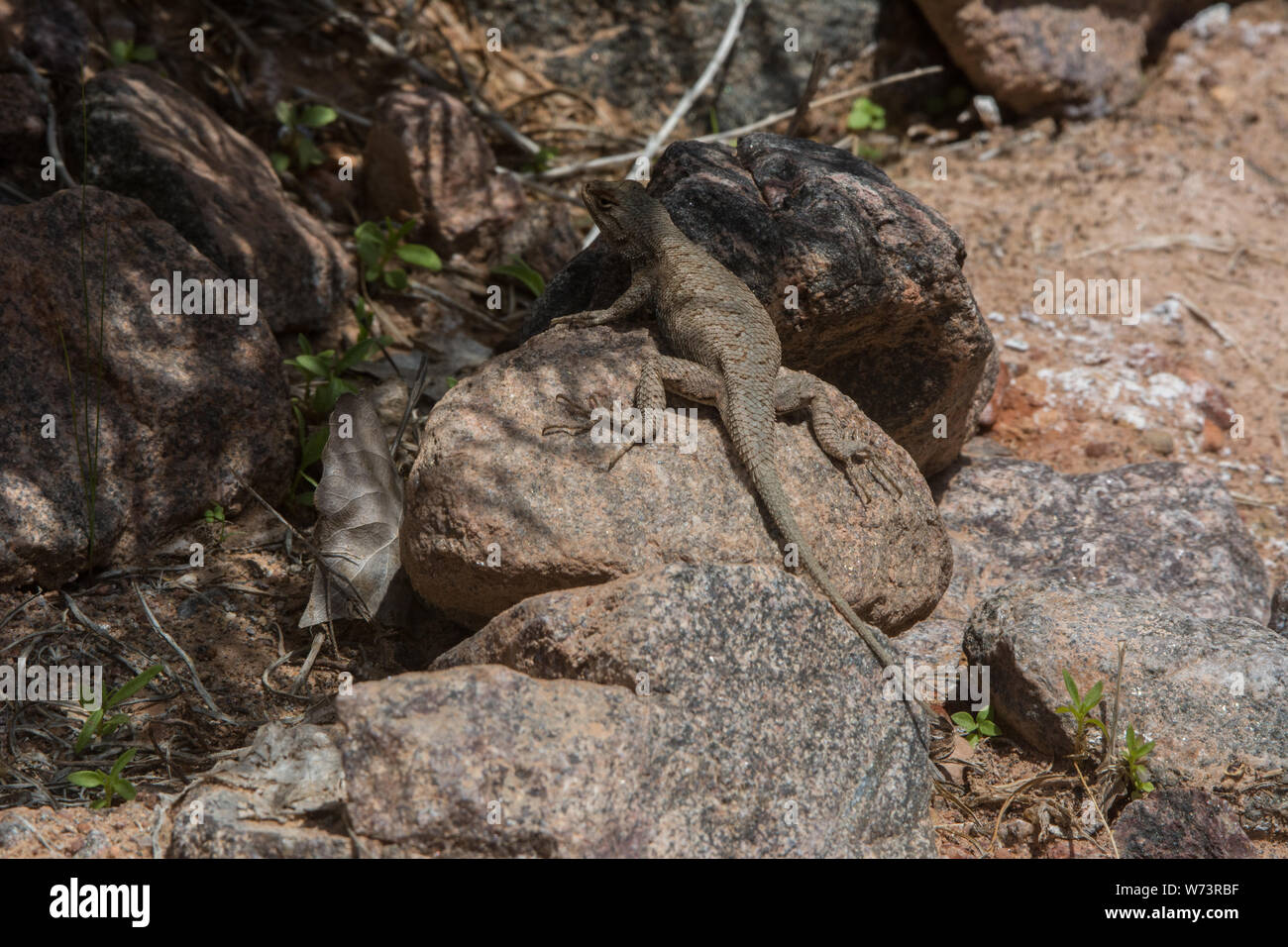 An adult female Plateau Fence Lizard (Sceloporus tristichus) from Mesa ...