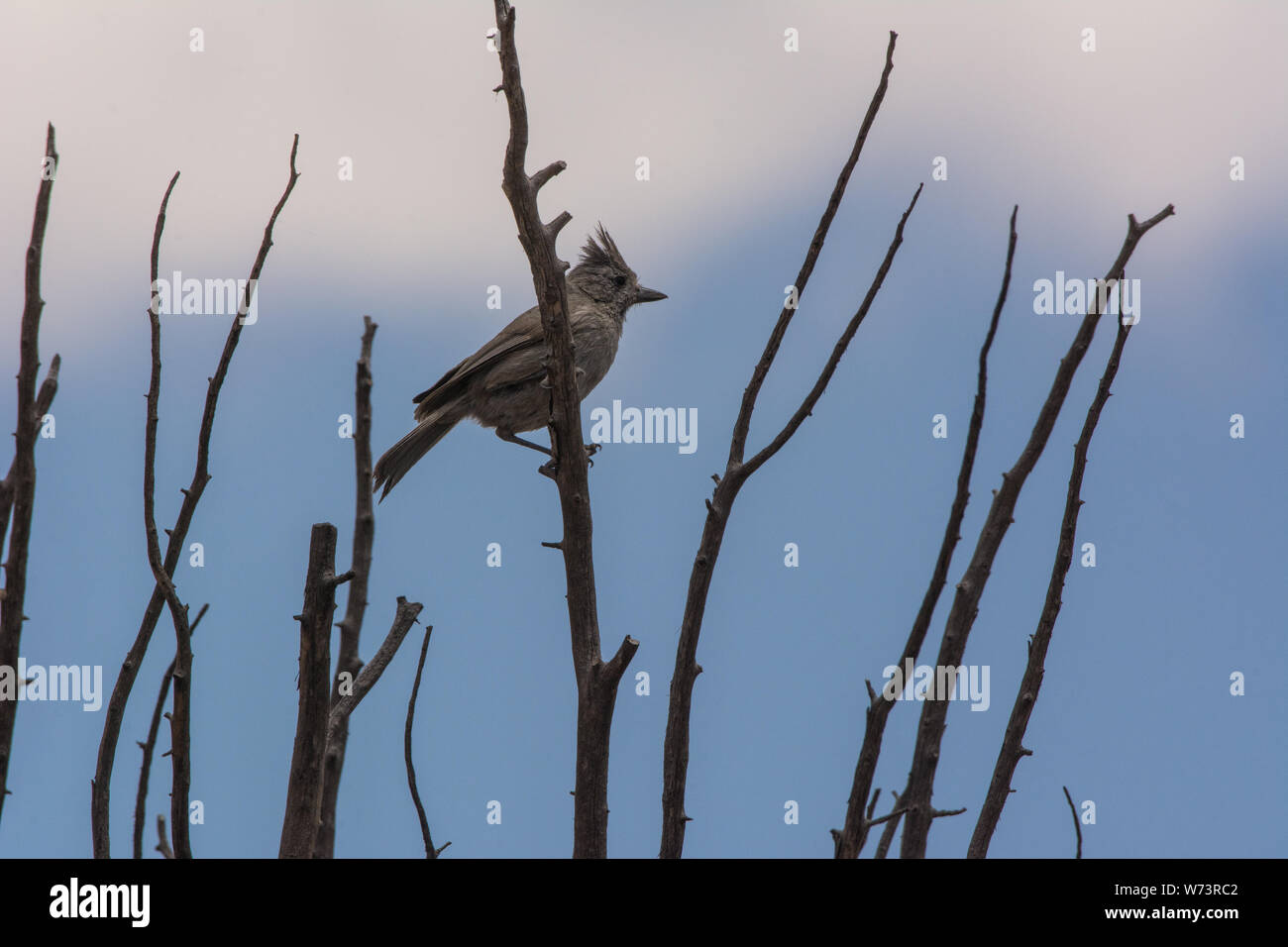 Juniper Titmouse (Baeolophus ridgwayi) from Delta County, Colorado, USA ...