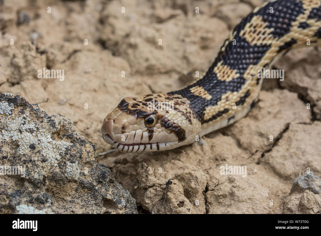 Great Basin Gophersnake (Pituophis catenifer deserticola) from Delta ...