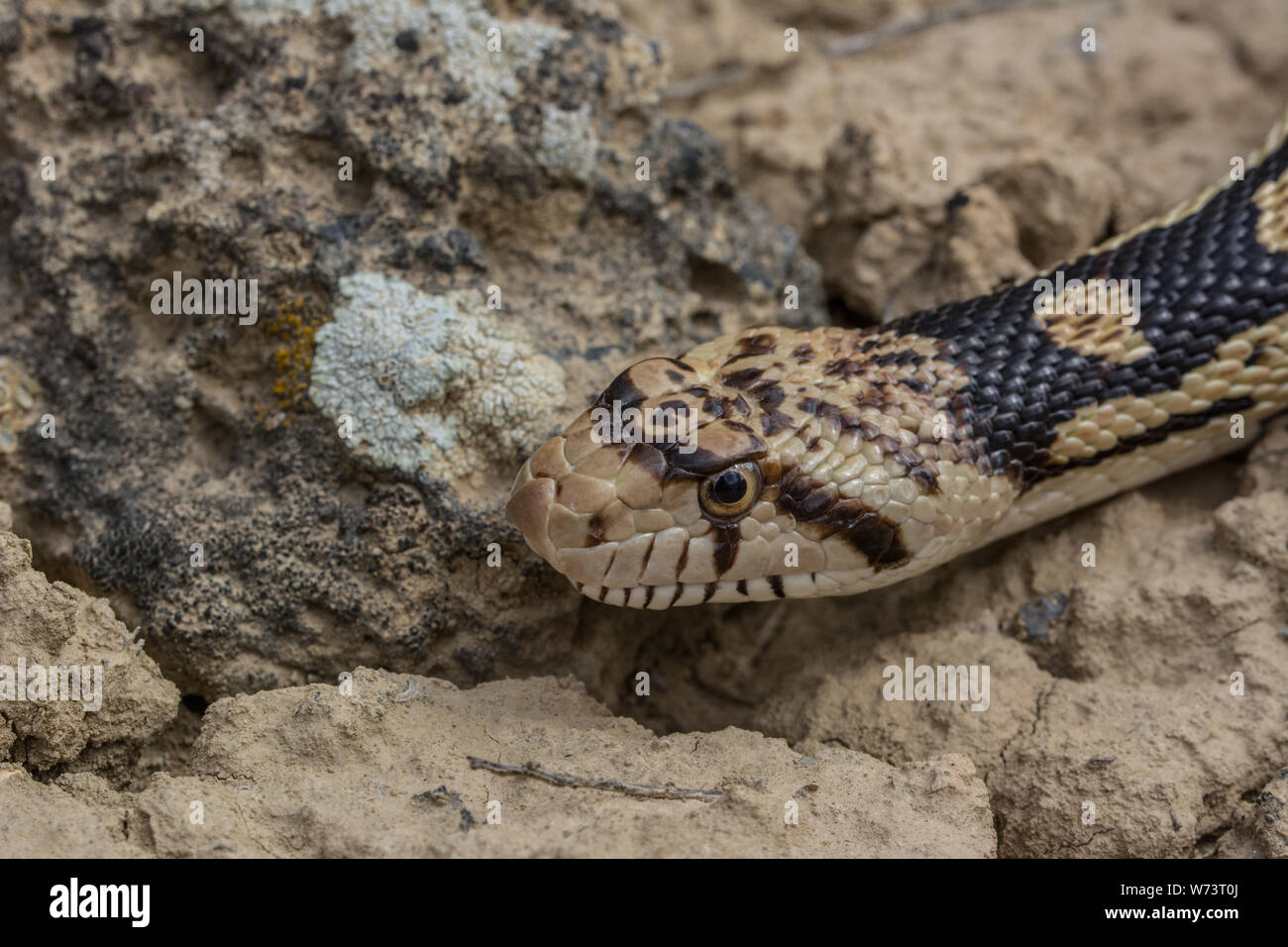 Great Basin Gophersnake (Pituophis catenifer deserticola) from Delta ...