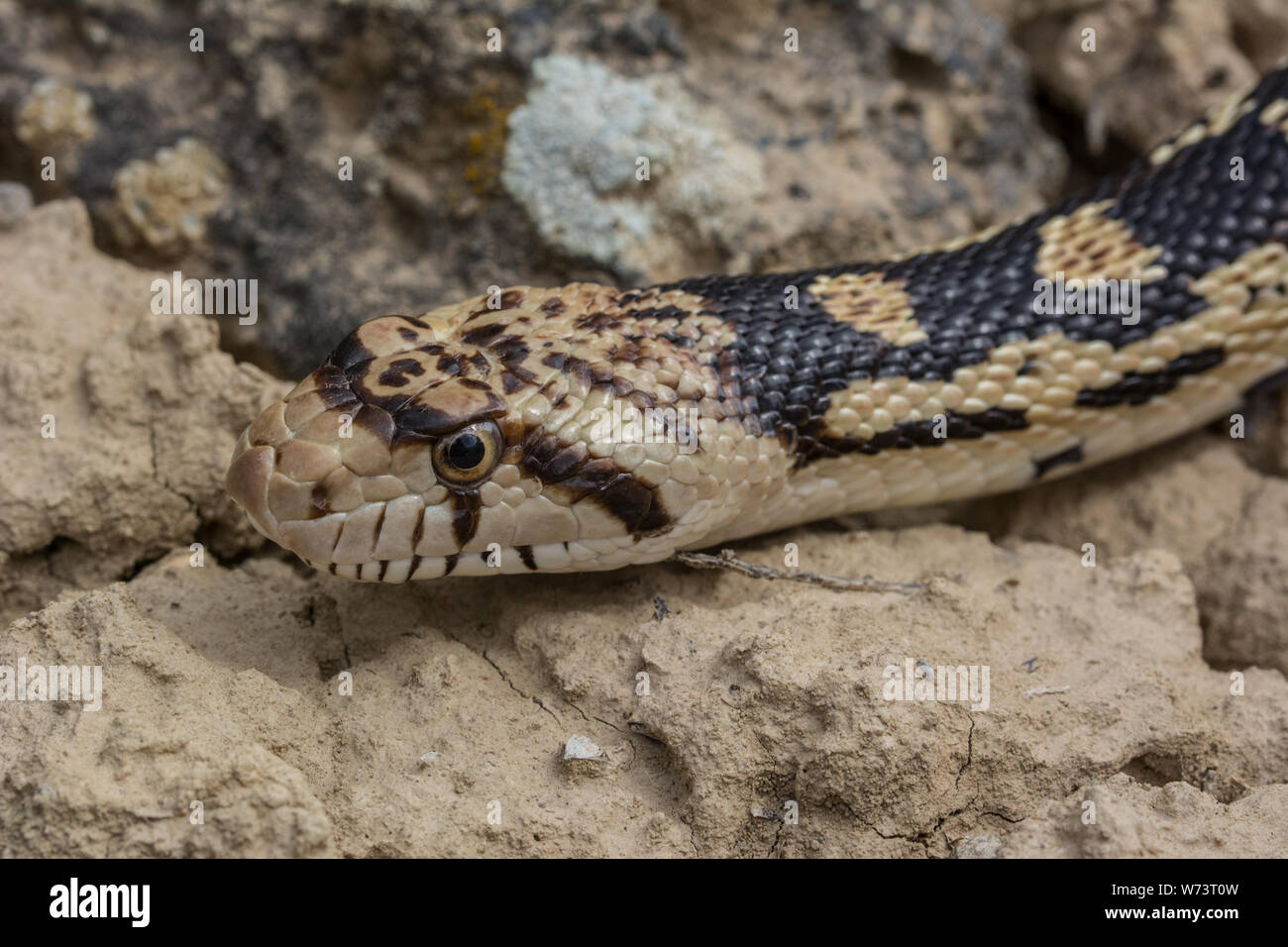 Great Basin Gophersnake (Pituophis catenifer deserticola) from Delta ...