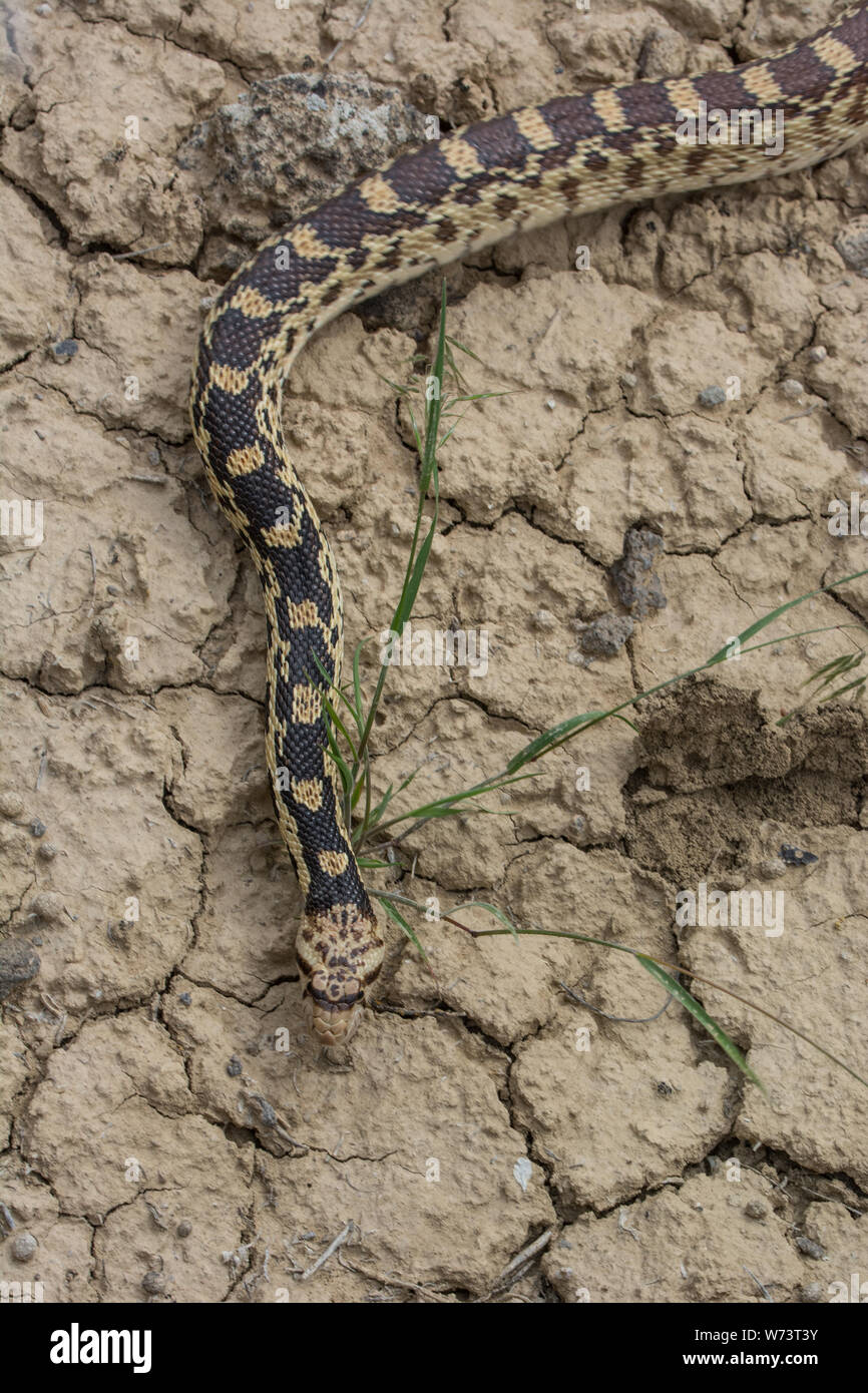 Great Basin Gophersnake (Pituophis catenifer deserticola) from Delta ...