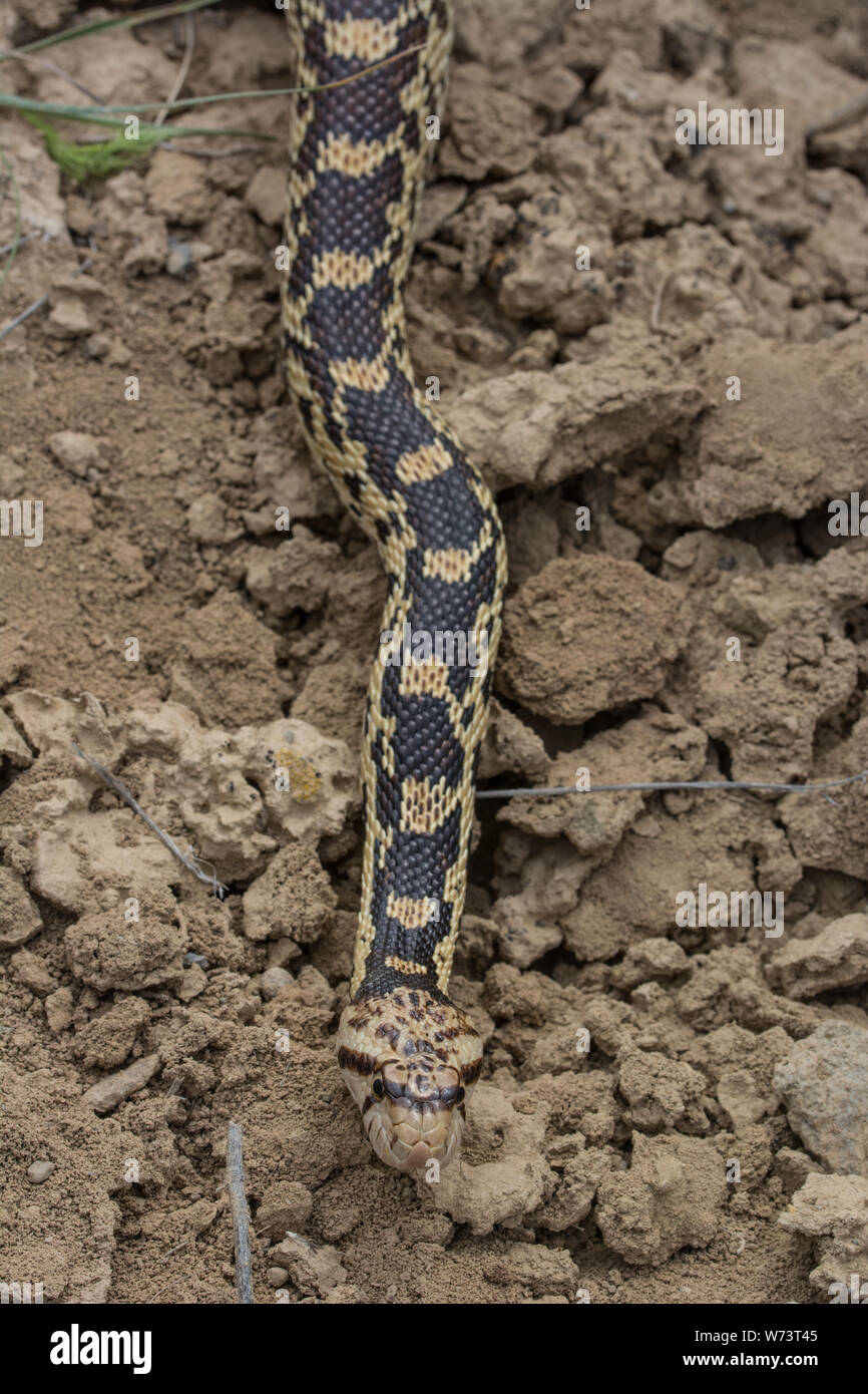 Great Basin Gophersnake (Pituophis catenifer deserticola) from Delta ...