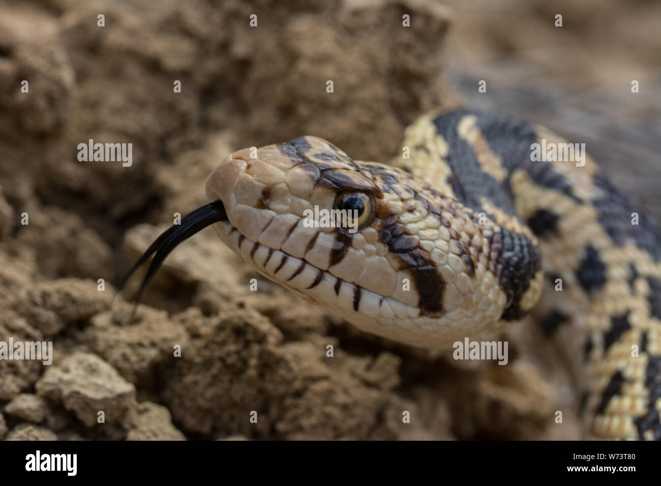 Great Basin Gophersnake (Pituophis catenifer deserticola) from Delta ...