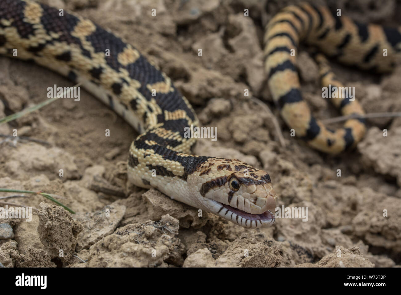 Great basin gophersnake hi-res stock photography and images - Alamy