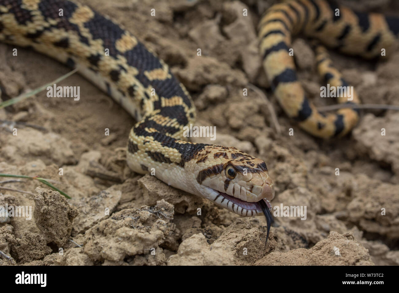 Great Basin Gophersnake (Pituophis catenifer deserticola) from Delta ...