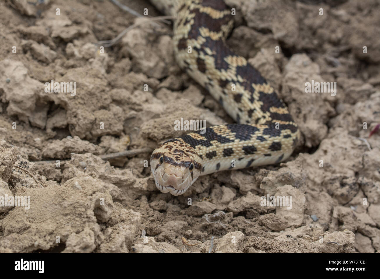 Great Basin Gophersnake (Pituophis catenifer deserticola) from Delta ...