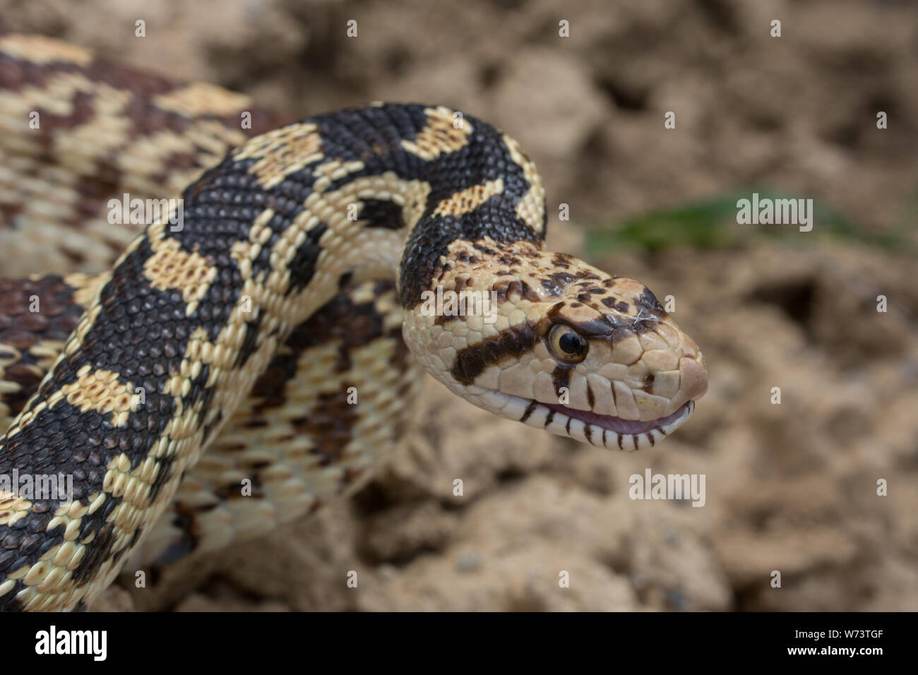 Great Basin Gophersnake (Pituophis catenifer deserticola) from Delta ...