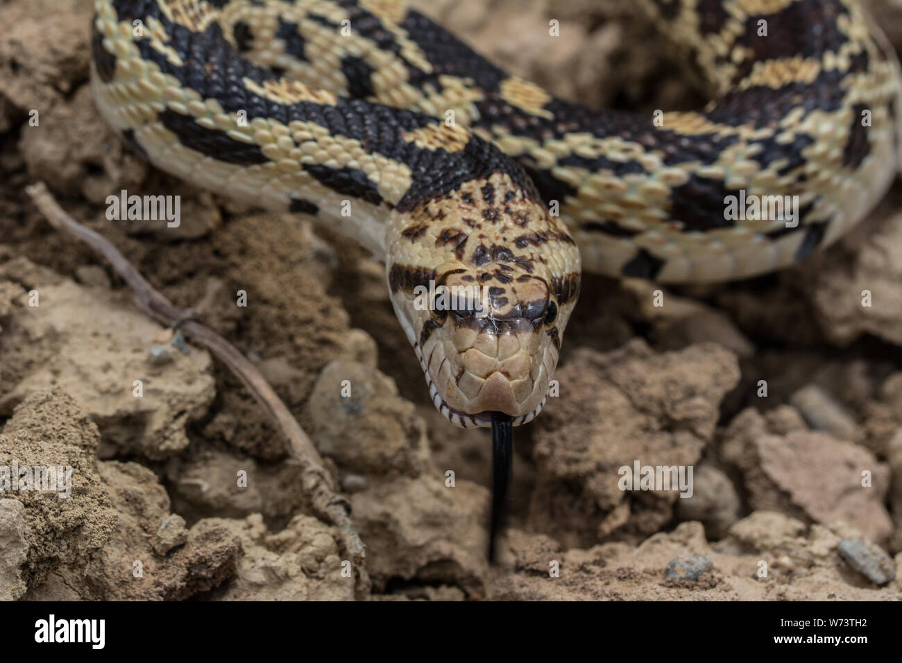 Great Basin Gophersnake (Pituophis catenifer deserticola) from Delta ...