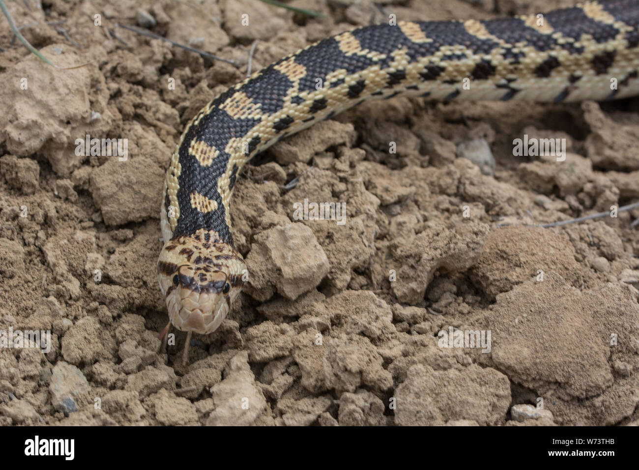 Great Basin Gophersnake (Pituophis catenifer deserticola) from Delta ...