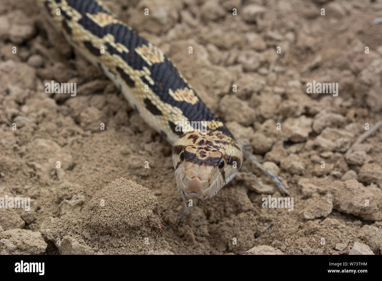Great Basin Gophersnake (Pituophis catenifer deserticola) from Delta ...