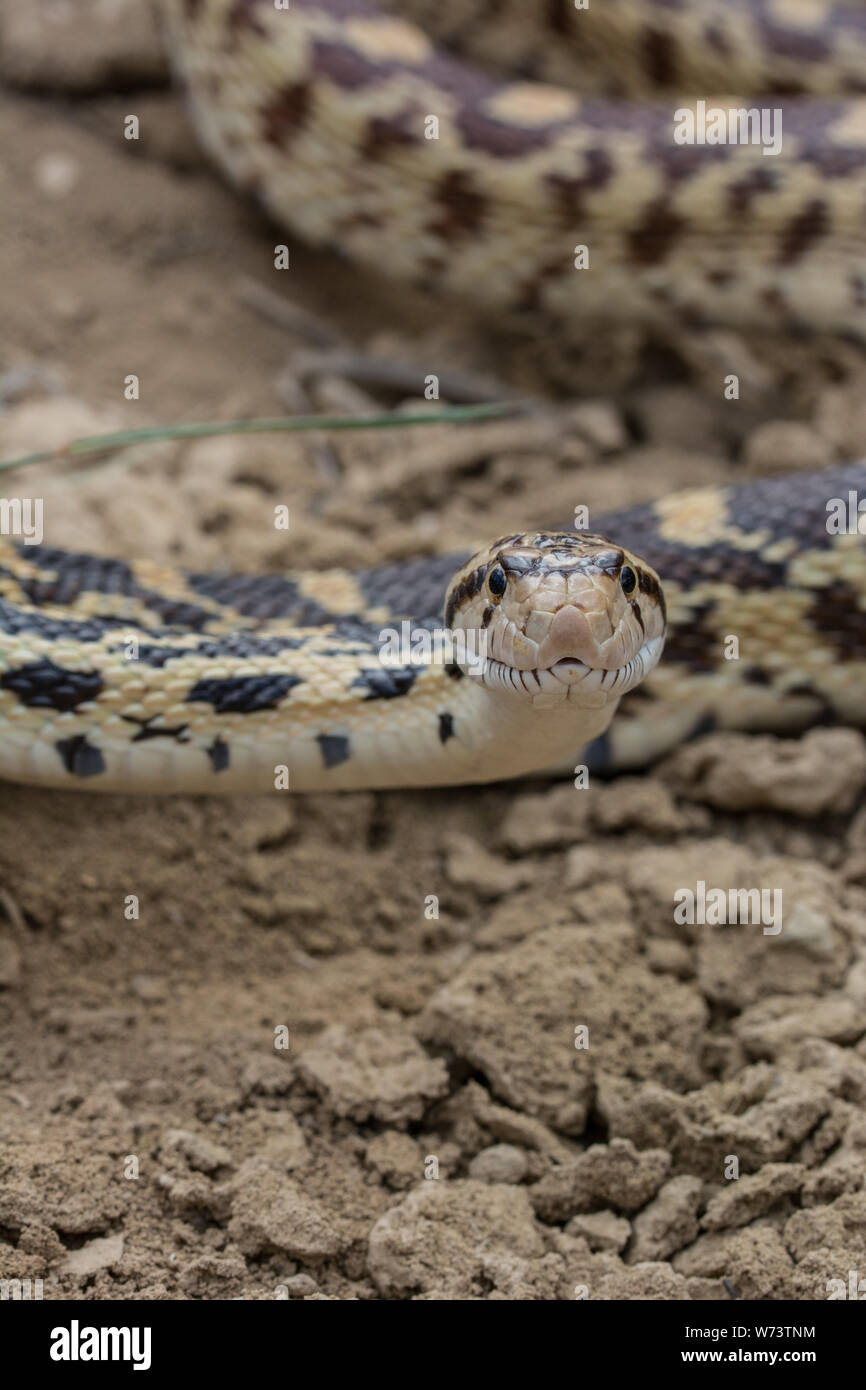 Great Basin Gophersnake (Pituophis catenifer deserticola) from Delta ...
