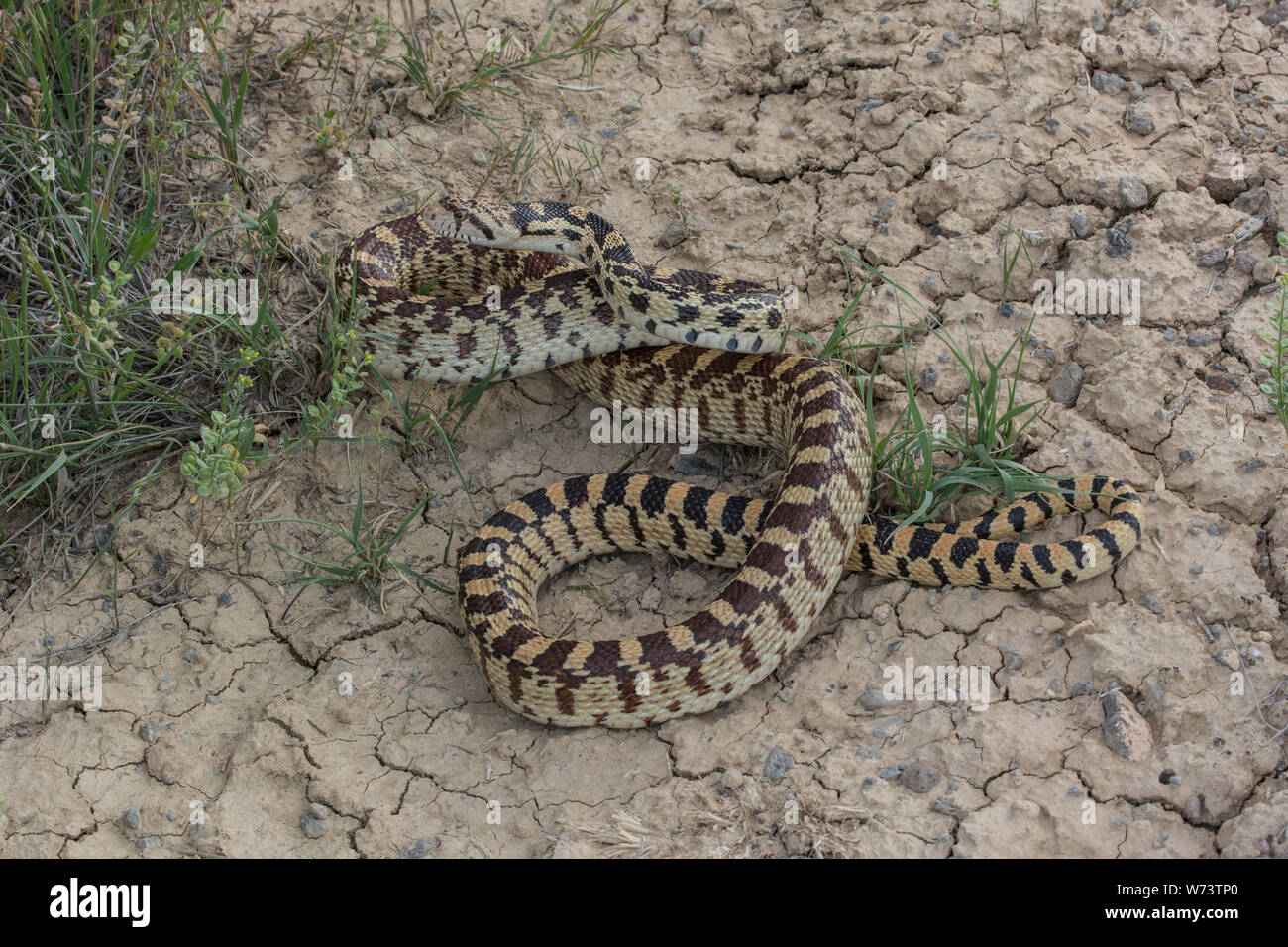 Great Basin Gophersnake (Pituophis catenifer deserticola) from Delta ...