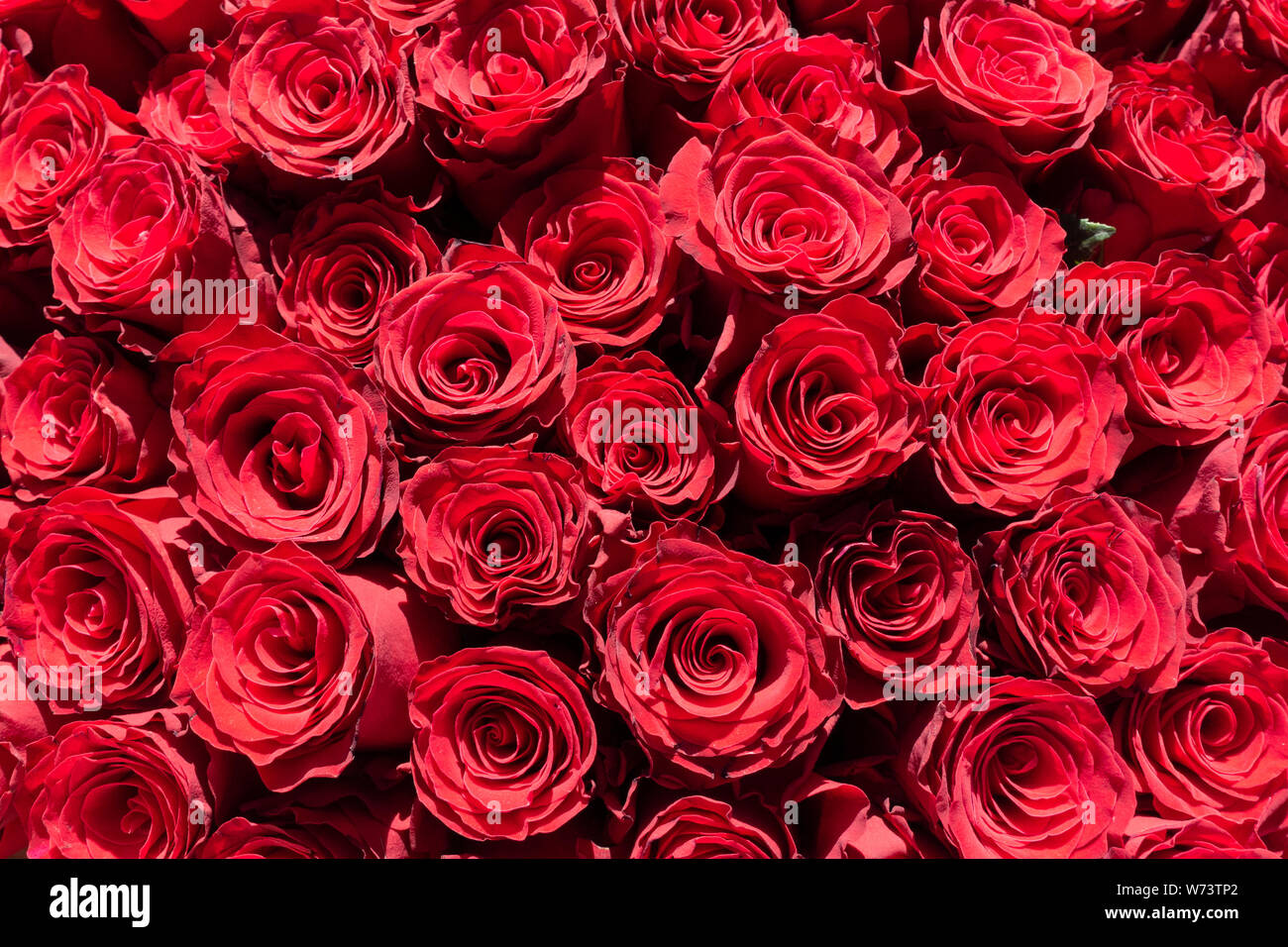 Full Frame of roses Stock Photo - Alamy