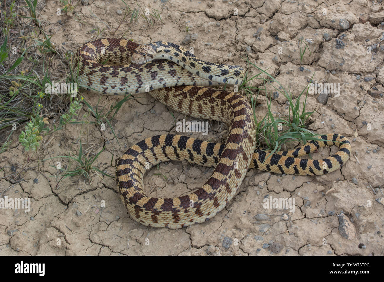 Great Basin Gophersnake (Pituophis catenifer deserticola) from Delta ...