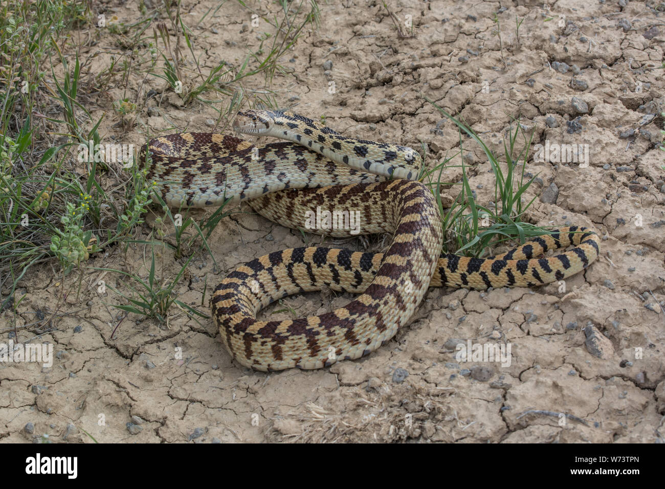 Great Basin Gophersnake (Pituophis catenifer deserticola) from Delta ...