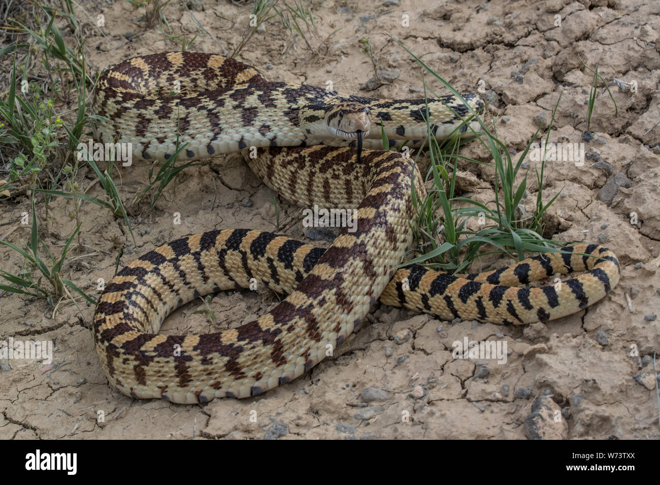 Great Basin Gophersnake (Pituophis catenifer deserticola) from Delta ...