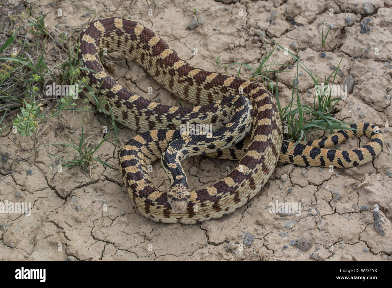 Great Basin Gophersnake (Pituophis catenifer deserticola) from Delta ...