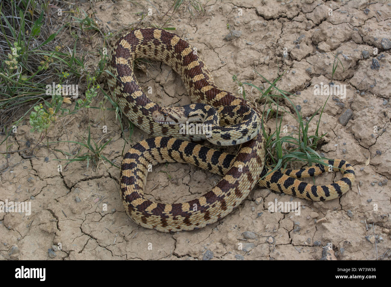 Great Basin Gophersnake (Pituophis catenifer deserticola) from Delta ...