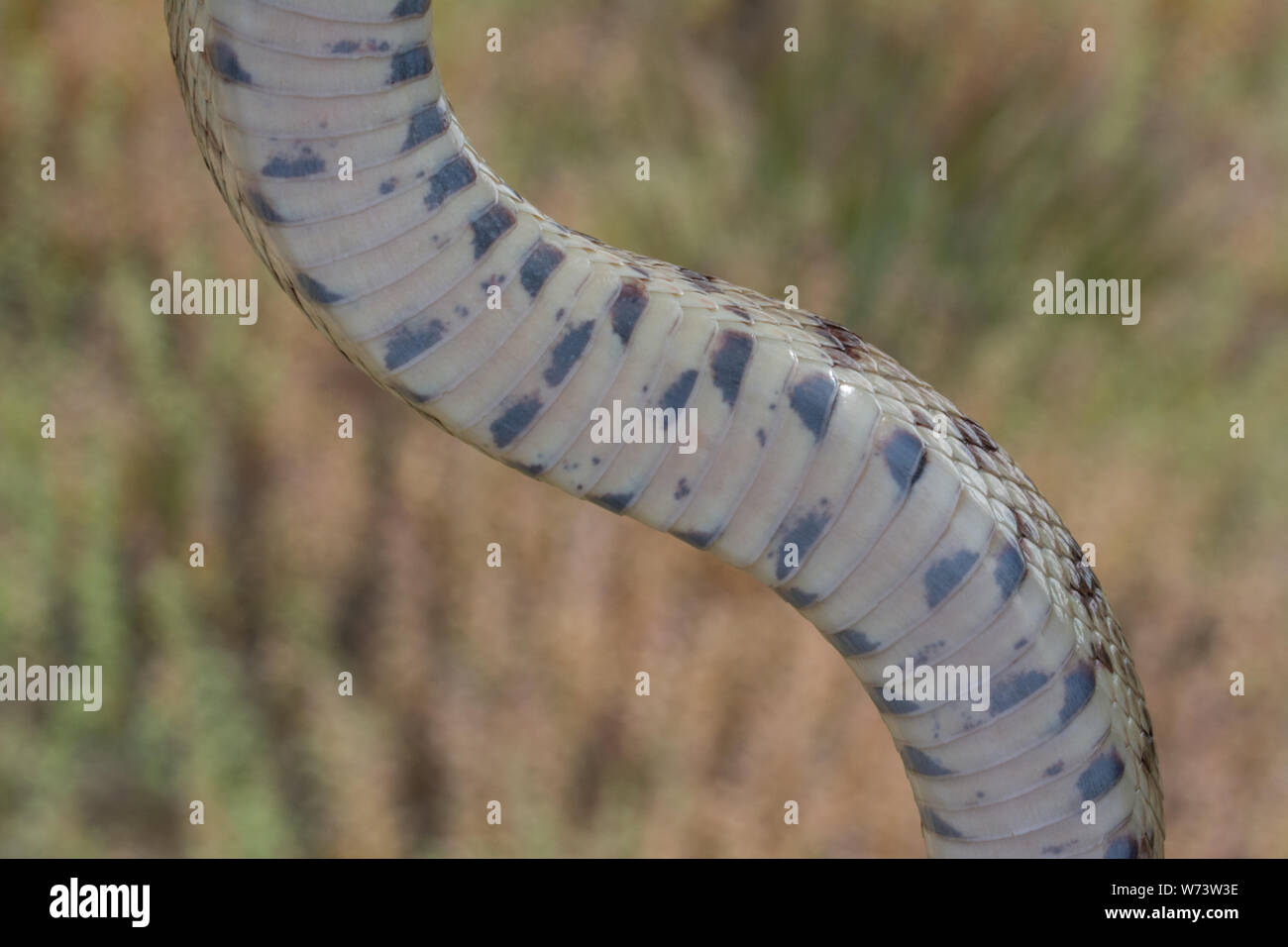Great Basin Gophersnake (Pituophis catenifer deserticola) from Delta ...