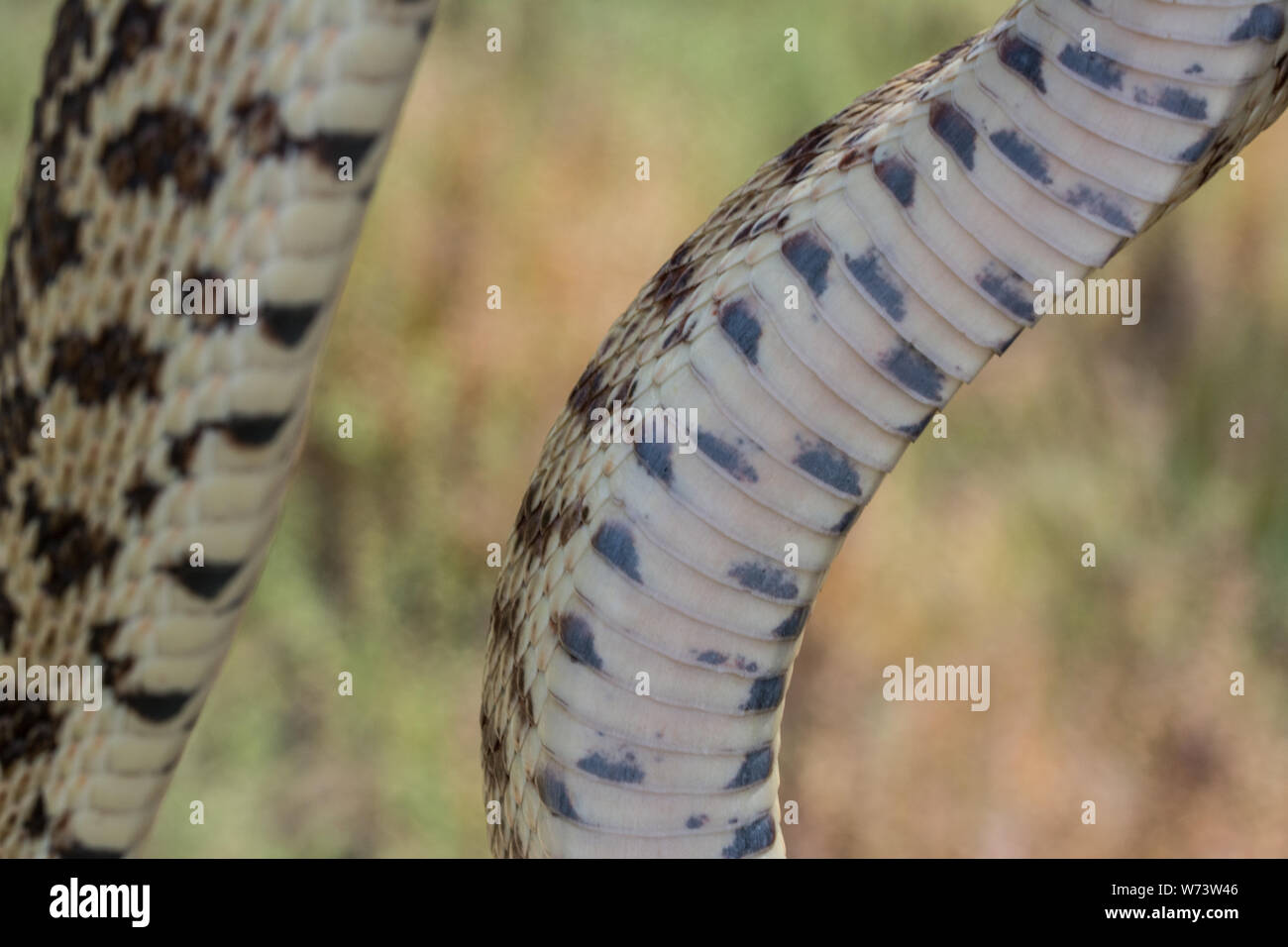 Great Basin Gophersnake (Pituophis catenifer deserticola) from Delta ...