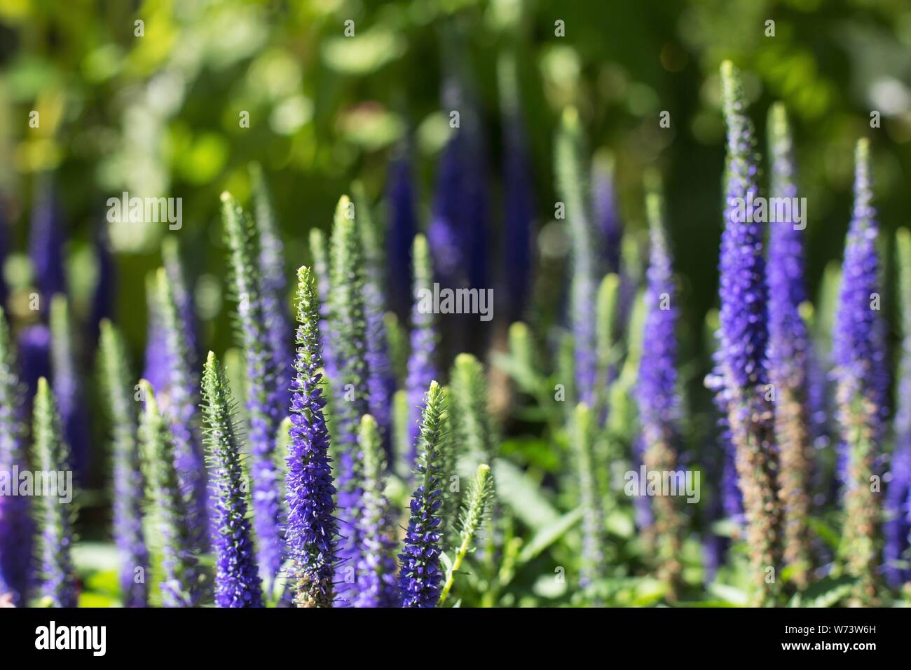 Veronica spicata 'Royal Candles' Stock Photo - Alamy