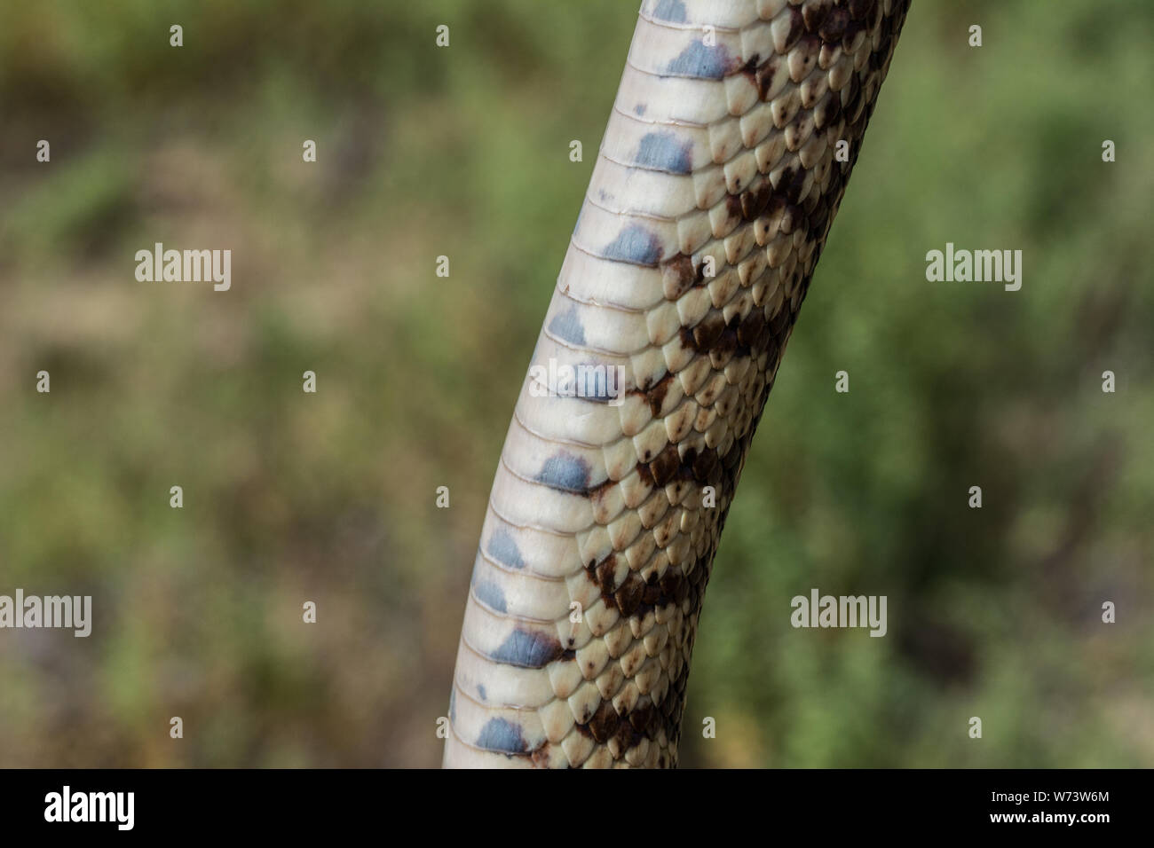 Great Basin Gophersnake (Pituophis catenifer deserticola) from Delta ...