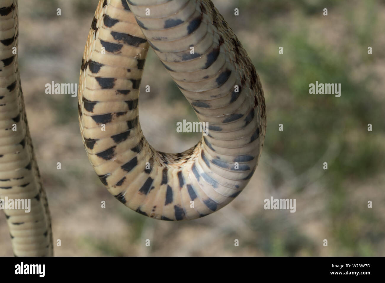 Great Basin Gophersnake (Pituophis catenifer deserticola) from Delta ...