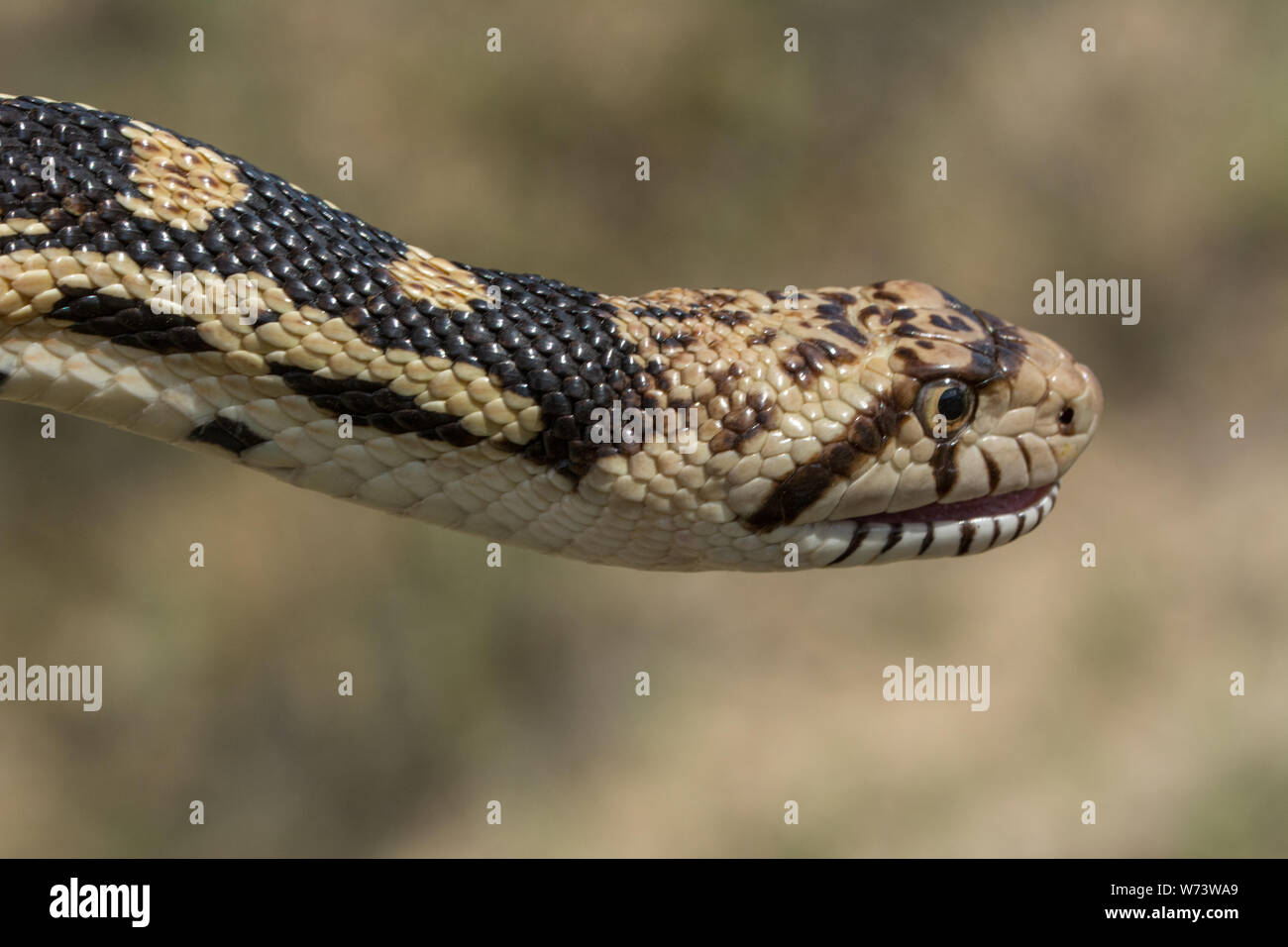 Great Basin Gophersnake (Pituophis catenifer deserticola) from Delta ...