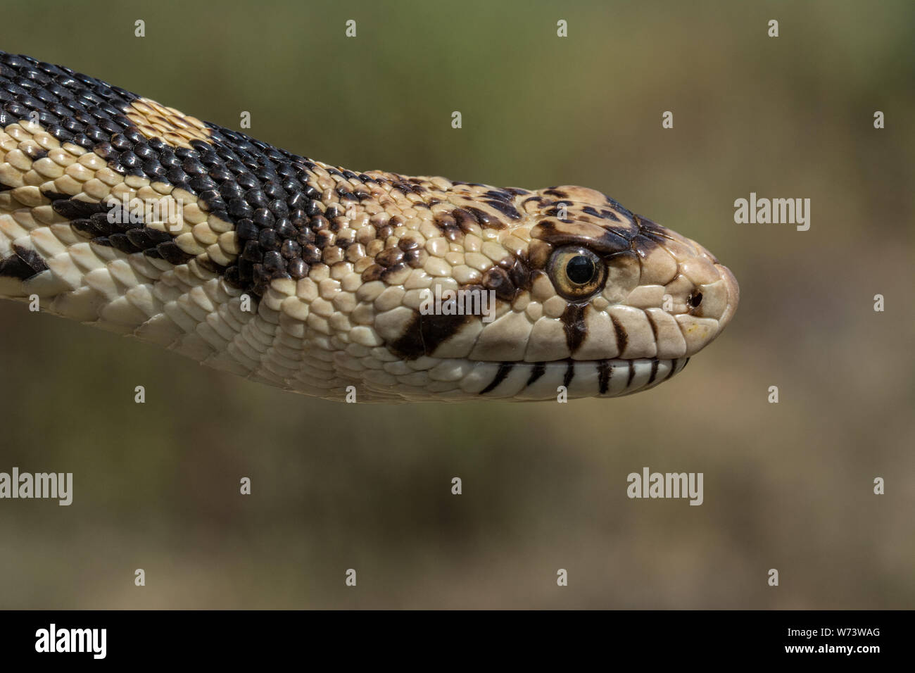 Great Basin Gophersnake (Pituophis catenifer deserticola) from Delta ...
