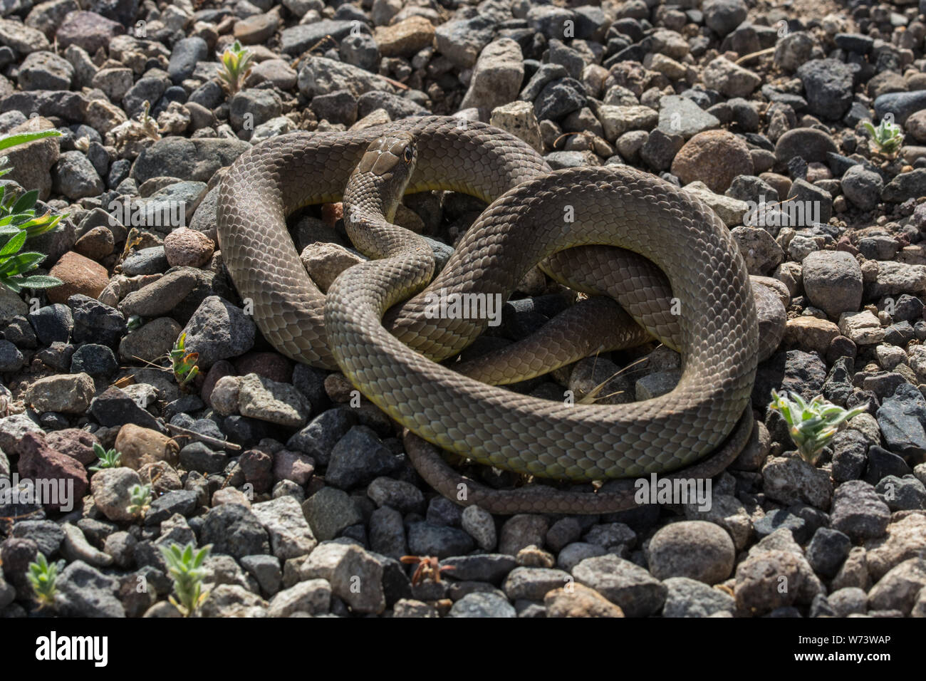 Western Yellow-bellied Racer (Coluber constrictor mormon) from Delta ...