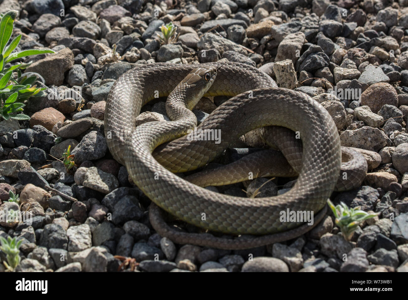 Western Yellow-bellied Racer (Coluber constrictor mormon) from Delta ...
