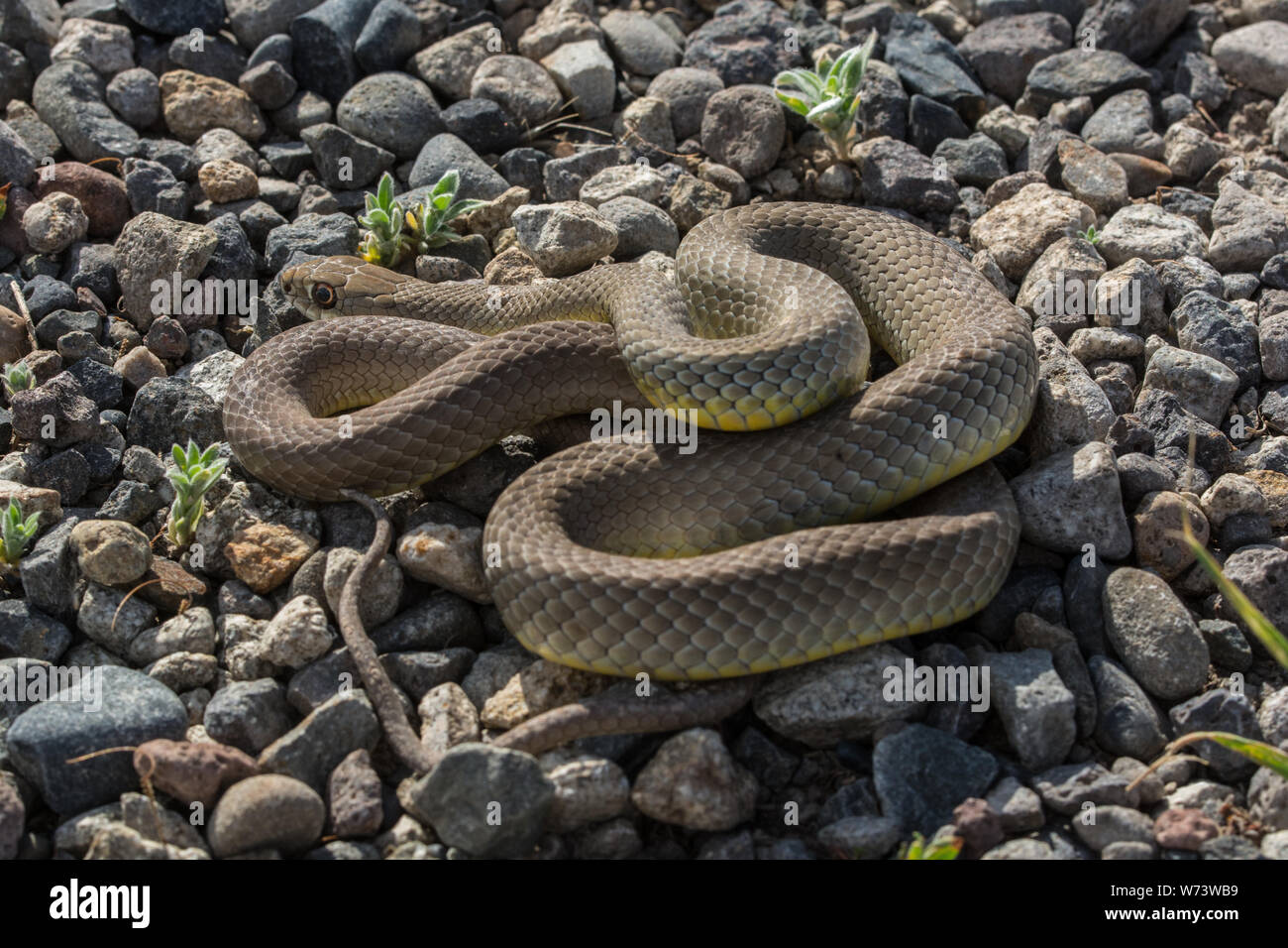 Western Yellow-bellied Racer (Coluber constrictor mormon) from Delta ...