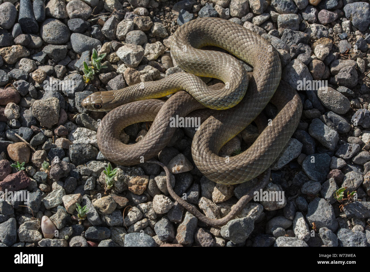 Western Yellow-bellied Racer (Coluber constrictor mormon) from Delta ...
