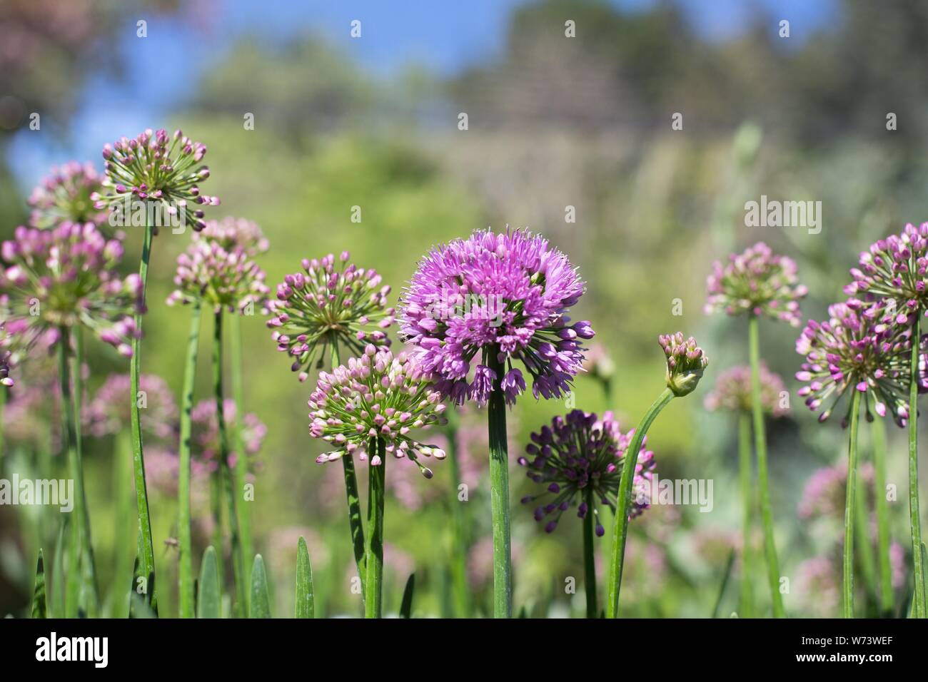 Millenium gardens hi-res stock photography and images - Alamy
