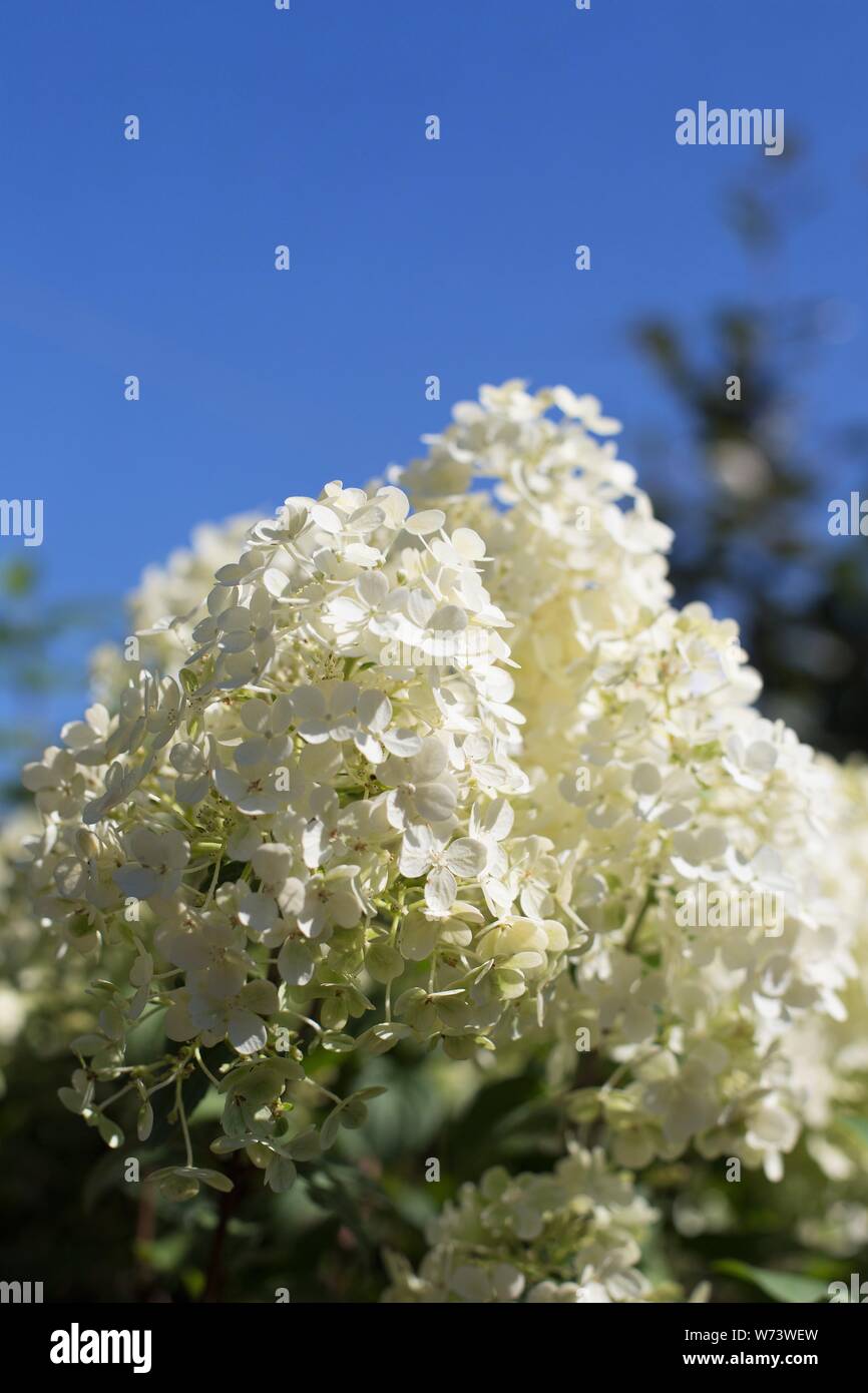 Hydrangea paniculata 'Bobo' Stock Photo - Alamy