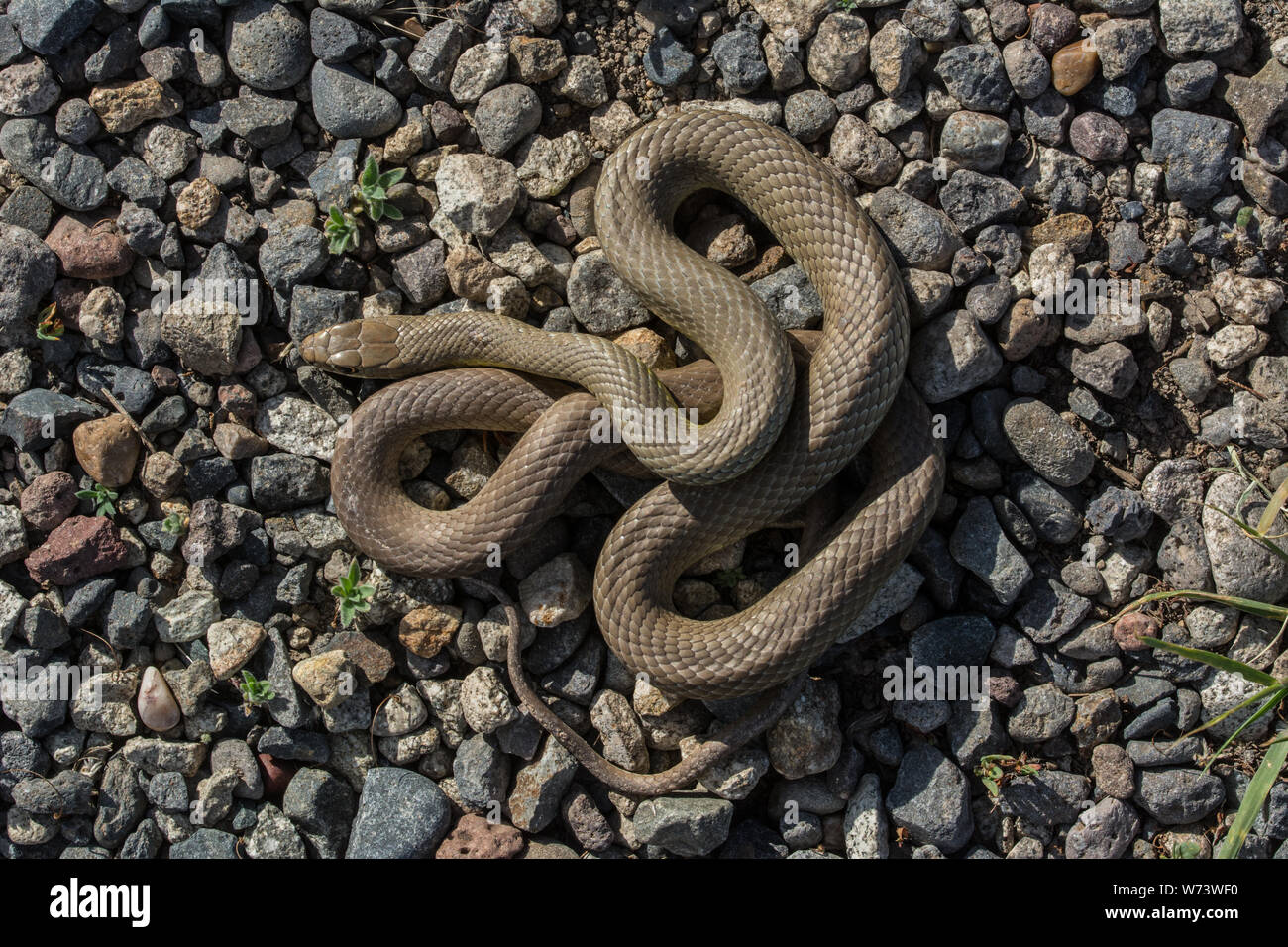 Western Yellow-bellied Racer (Coluber constrictor mormon) from Delta ...