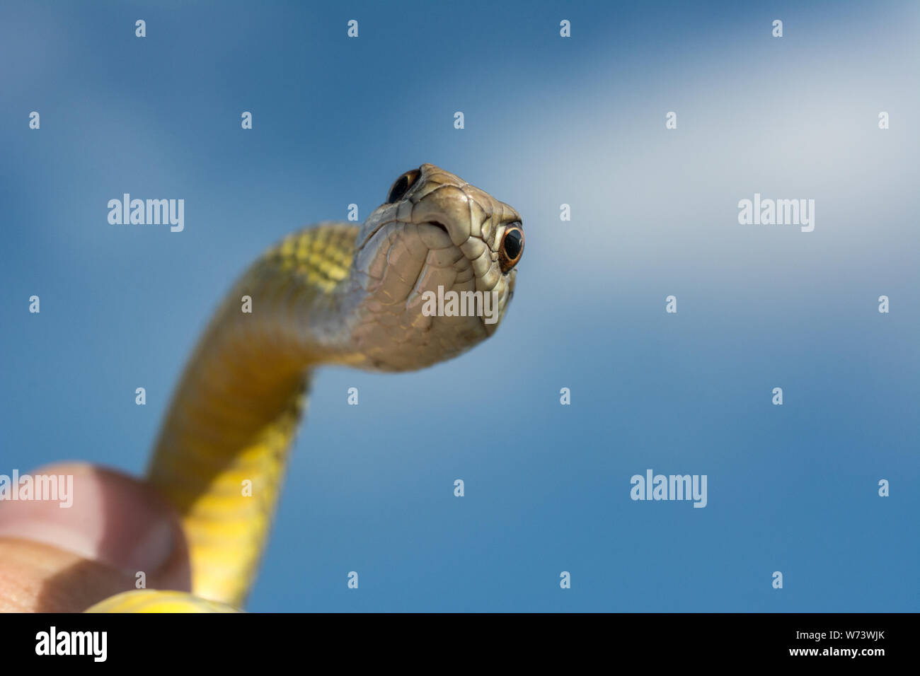 Western Yellow-bellied Racer (Coluber constrictor mormon) from Delta ...