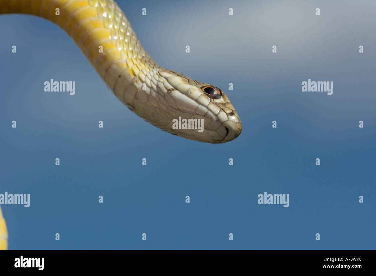 Western Yellow-bellied Racer (Coluber constrictor mormon) from Delta ...