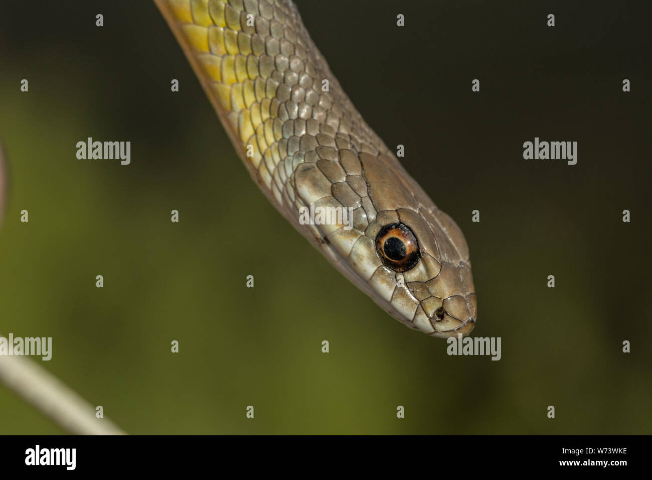 Western Yellow-bellied Racer (Coluber constrictor mormon) from Delta ...