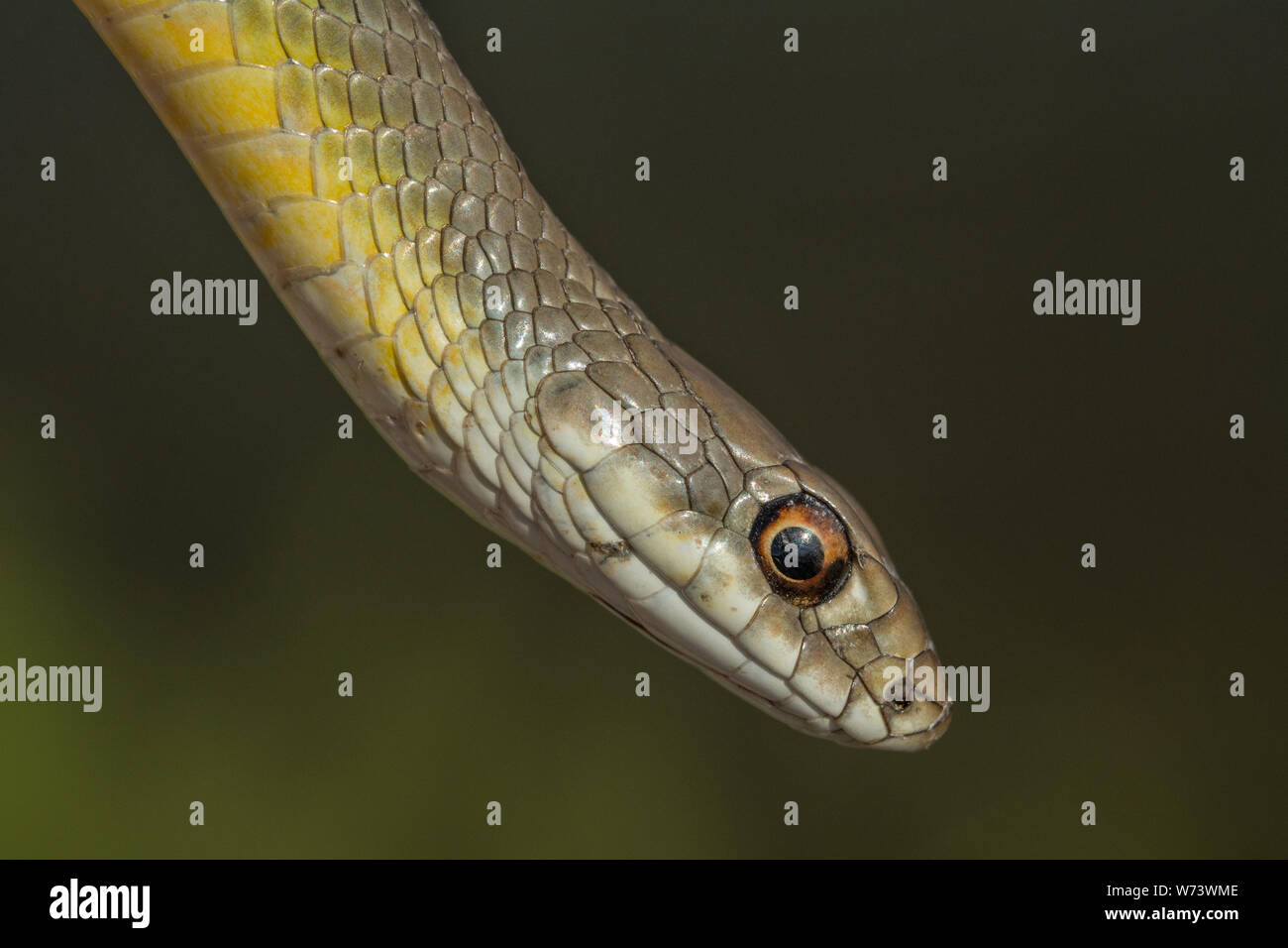 Western Yellow-bellied Racer (Coluber constrictor mormon) from Delta ...