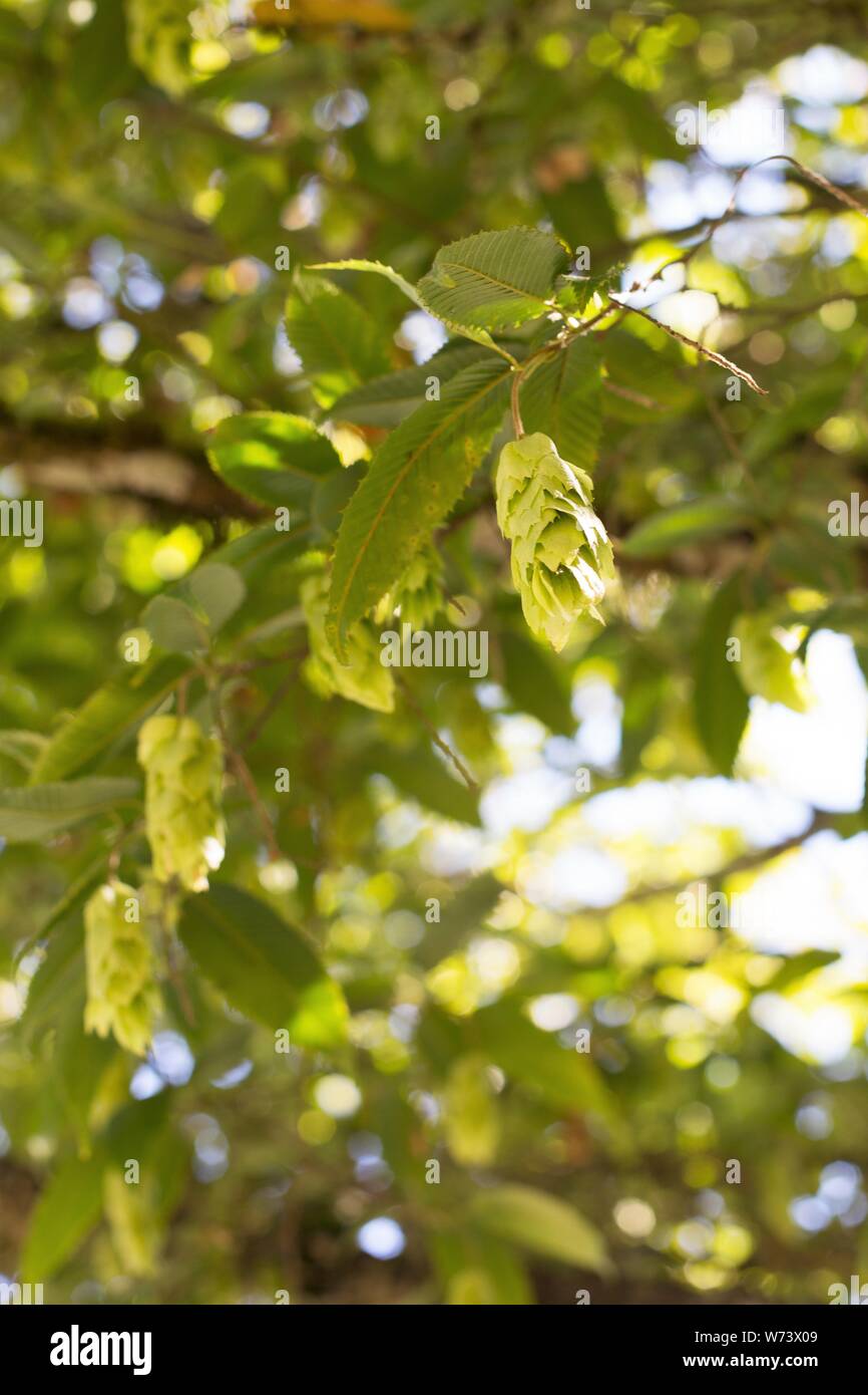 Japonica tree hi-res stock photography and images - Alamy